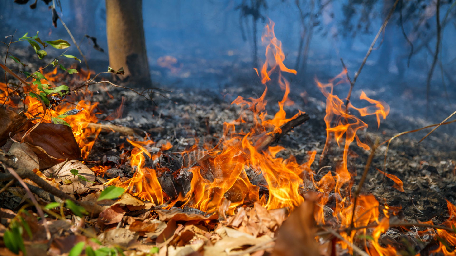 Bushfire Safety: What You Need to Know - Travel Guide | Devonport City ...